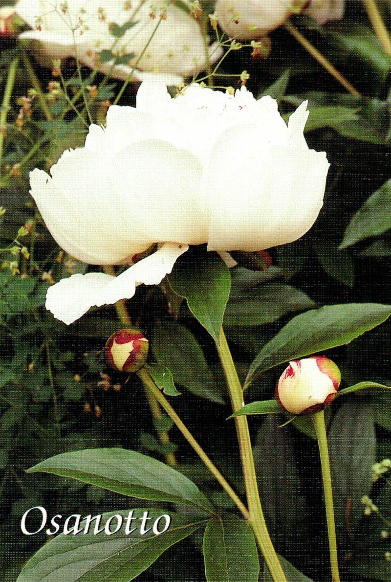 Osanotto (kaksiosainen kortti) – kristillinenkirjakauppa.fi